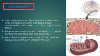 4. The Cell-structure and main organelles | PPTX