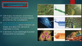 4. The Cell-structure and main organelles | PPTX