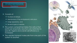 4. The Cell-structure and main organelles | PPTX