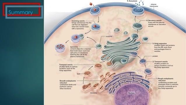 4. The Cell-structure and main organelles | PPT