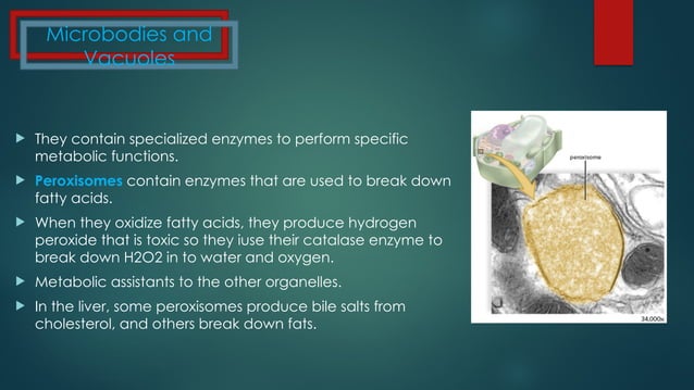 4. The Cell-structure and main organelles | PPT