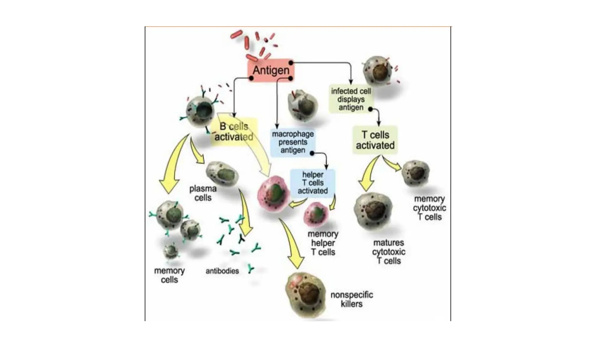 4. Lecture of Role of Lymphocytes in Immunity.pptx