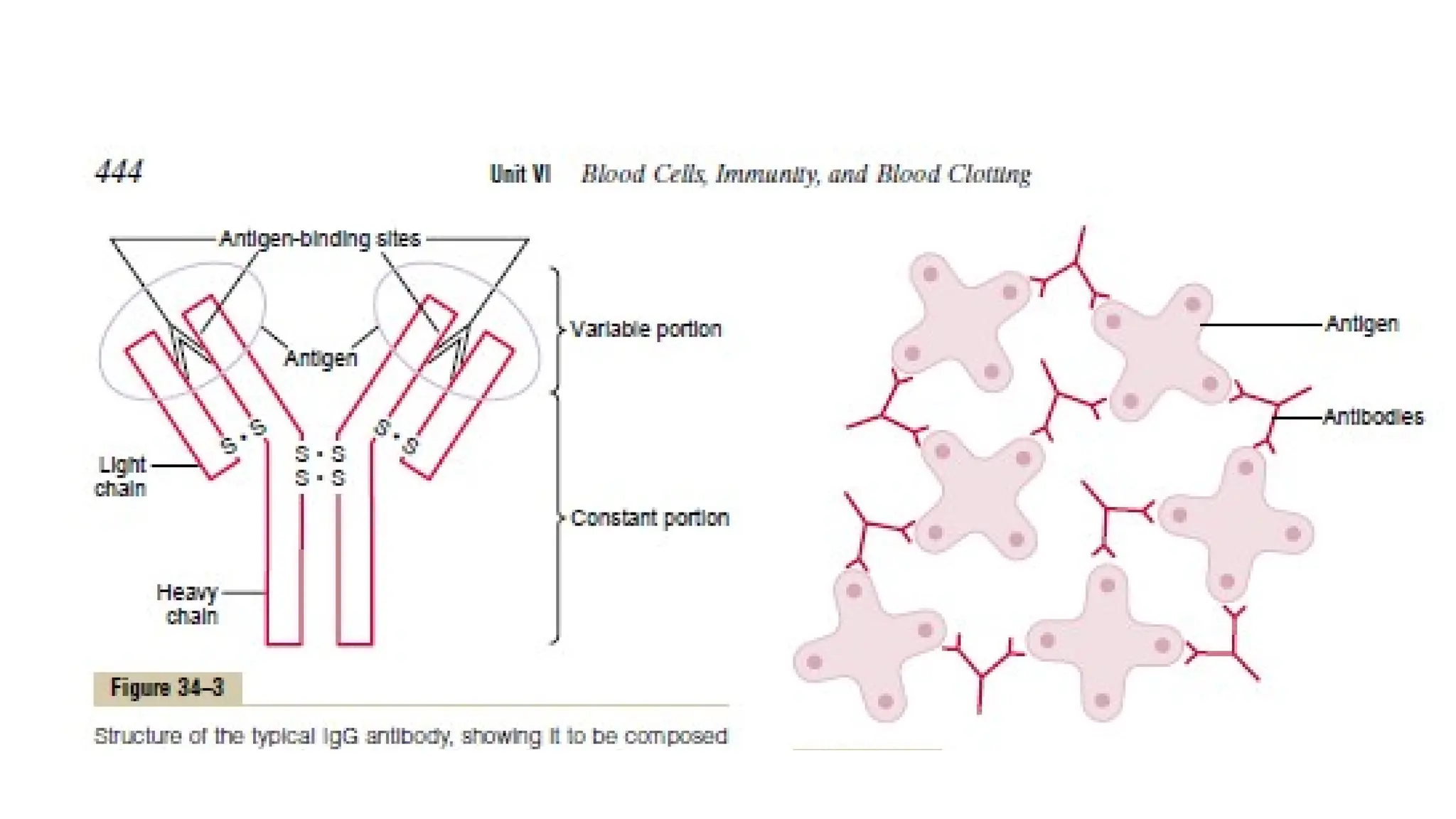 4. Lecture of Role of Lymphocytes in Immunity.pptx