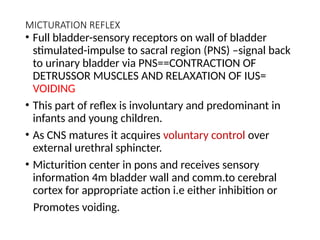 4.URINARY BLADDER AND URETHRA human anatomy.pptx