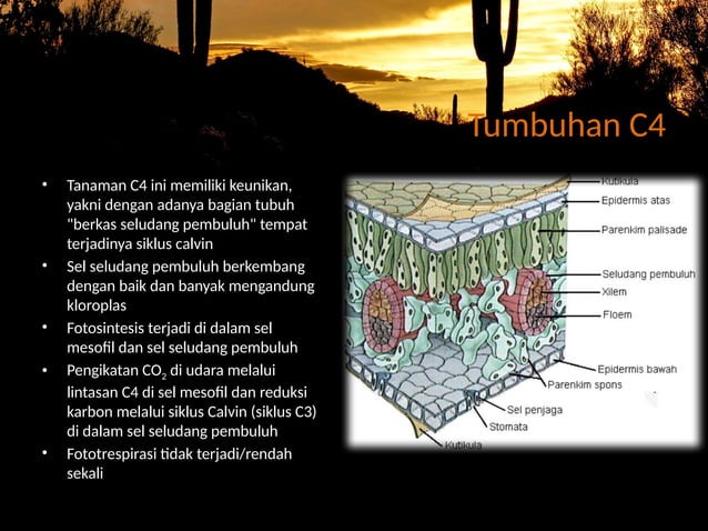 Pengantar Ilmu Pertanian - Fotosintesis dan | PPTX