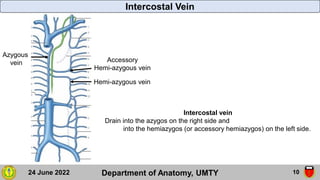 4.Intercostal space of thorax anatomy human | PDF