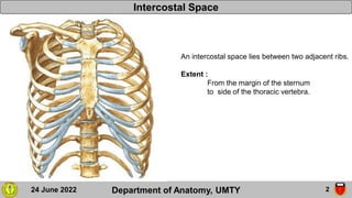 4.Intercostal space of thorax anatomy human | PPT