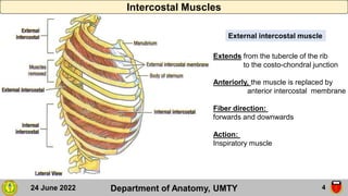 4.Intercostal space of thorax anatomy human | PDF