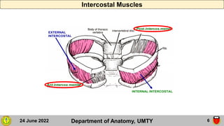 4.Intercostal space of thorax anatomy human | PDF