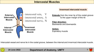 4.Intercostal space of thorax anatomy human | PDF