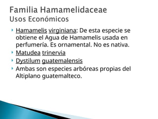 caracteristicas clave de para el buen uso HAMAMELIDAE | PPT
