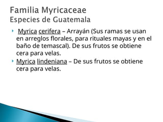 caracteristicas clave de para el buen uso HAMAMELIDAE | PPT