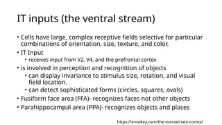 4. Visual Processing in the Extrastriate Cortex.pptx