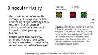 4. Visual Processing in the Extrastriate Cortex.pptx