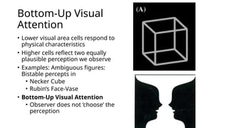 4. Visual Processing in the Extrastriate Cortex.pptx