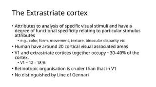 4. Visual Processing in the Extrastriate Cortex.pptx