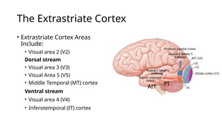 4. Visual Processing in the Extrastriate Cortex.pptx