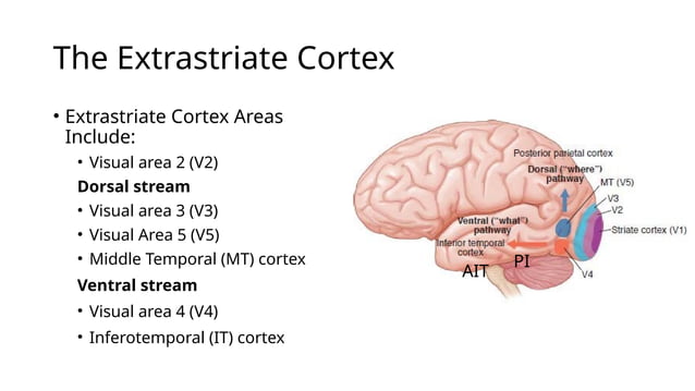 4. Visual Processing in the Extrastriate Cortex.pptx
