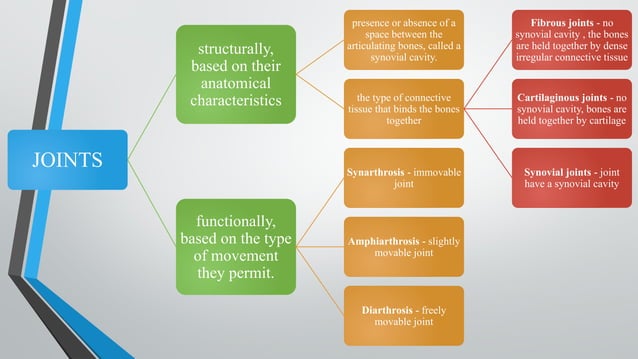 explanation types of joints in skeletal sysytem | PPT
