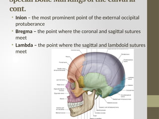 0000001244. THE HUMAN SKELETAL SYSTEM.pptx