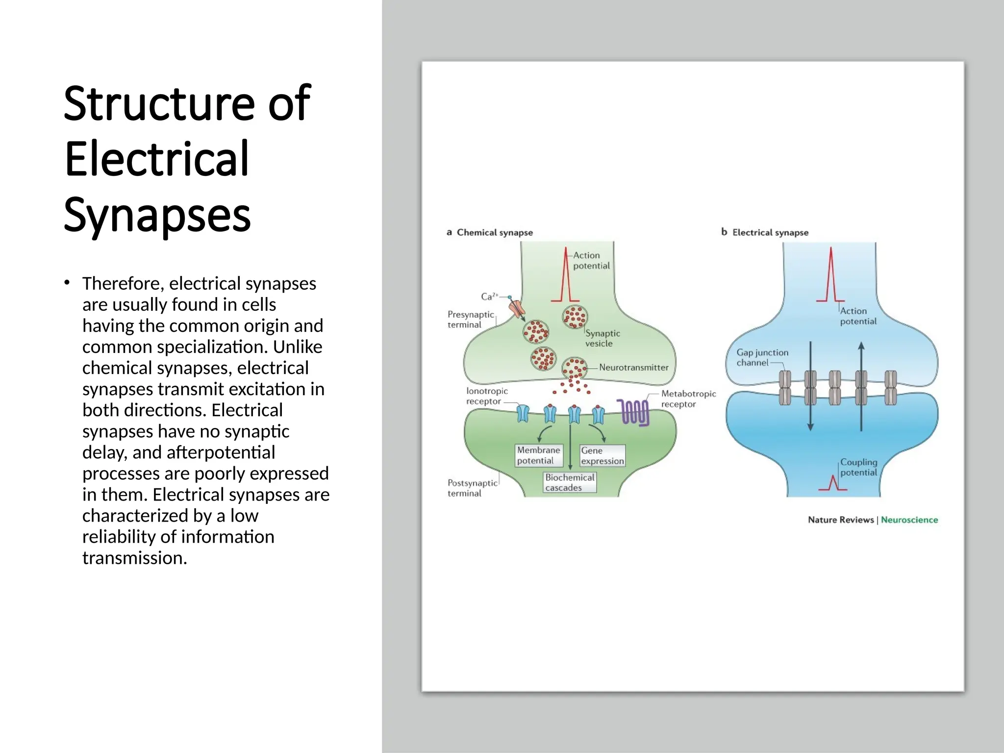 4. PHYSIOLOGY OF SYNAPSES.pptxhyffvhunjrtghn | PPT