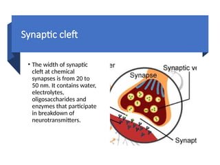 4. PHYSIOLOGY OF SYNAPSES.pptxhyffvhunjrtghn | PPTX
