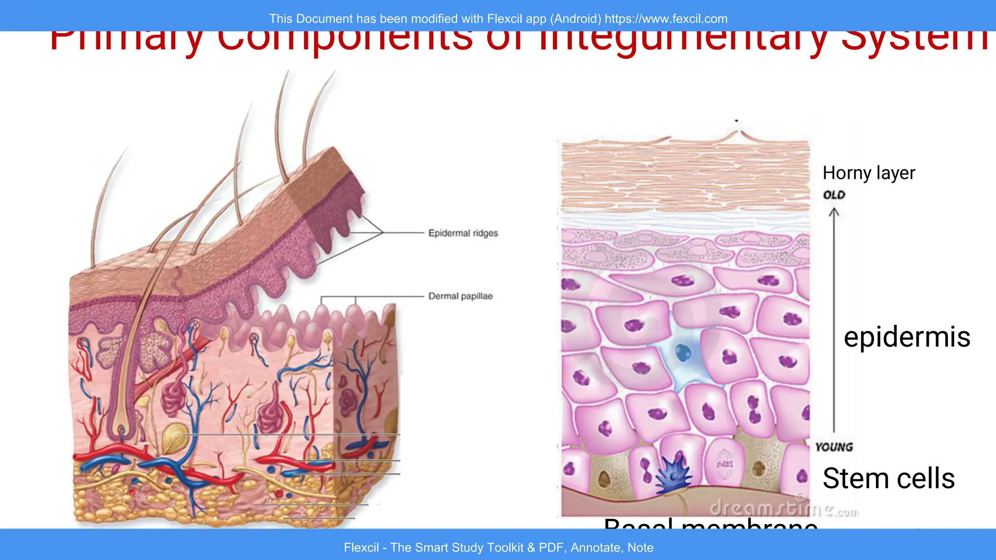 Introduction to the Integumentary System: Skin, Hair, and Nails” | PDF