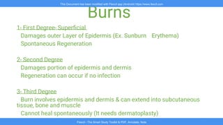 Introduction to the Integumentary System: Skin, Hair, and Nails” | PPT