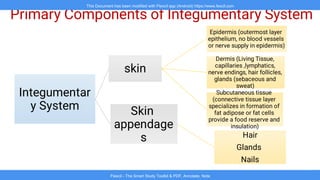 Introduction to the Integumentary System: Skin, Hair, and Nails” | PPT