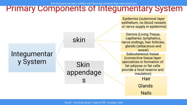 Introduction to the Integumentary System: Skin, Hair, and Nails” | PDF