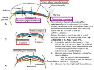 4. Embryonic period. ( WEEK 3-8).pptx