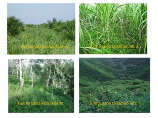 Gulma dan pengendaliannya pada tanaman budidaya | PPTX