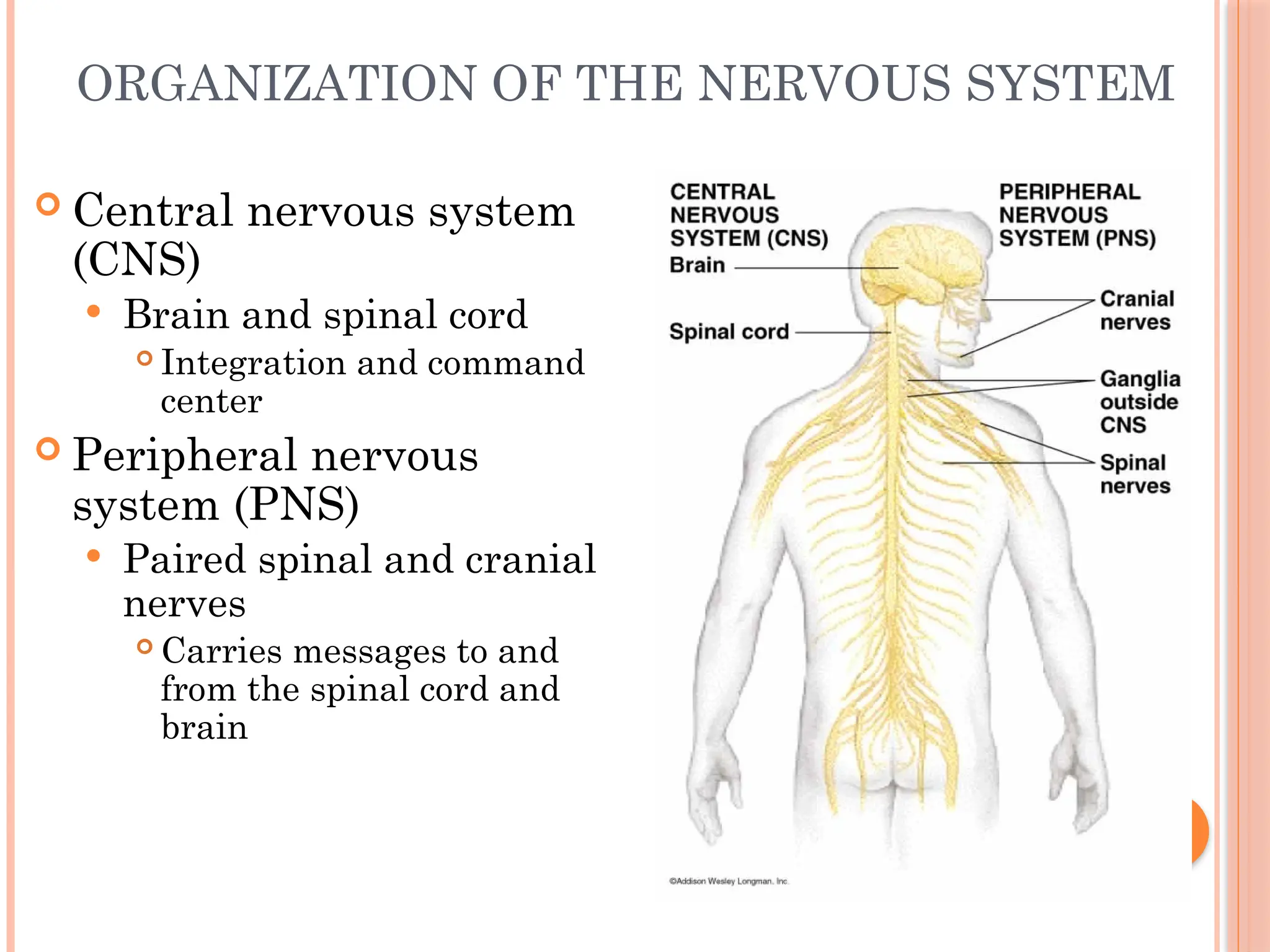 4.Organization and Functions of the Nervous System.pptx