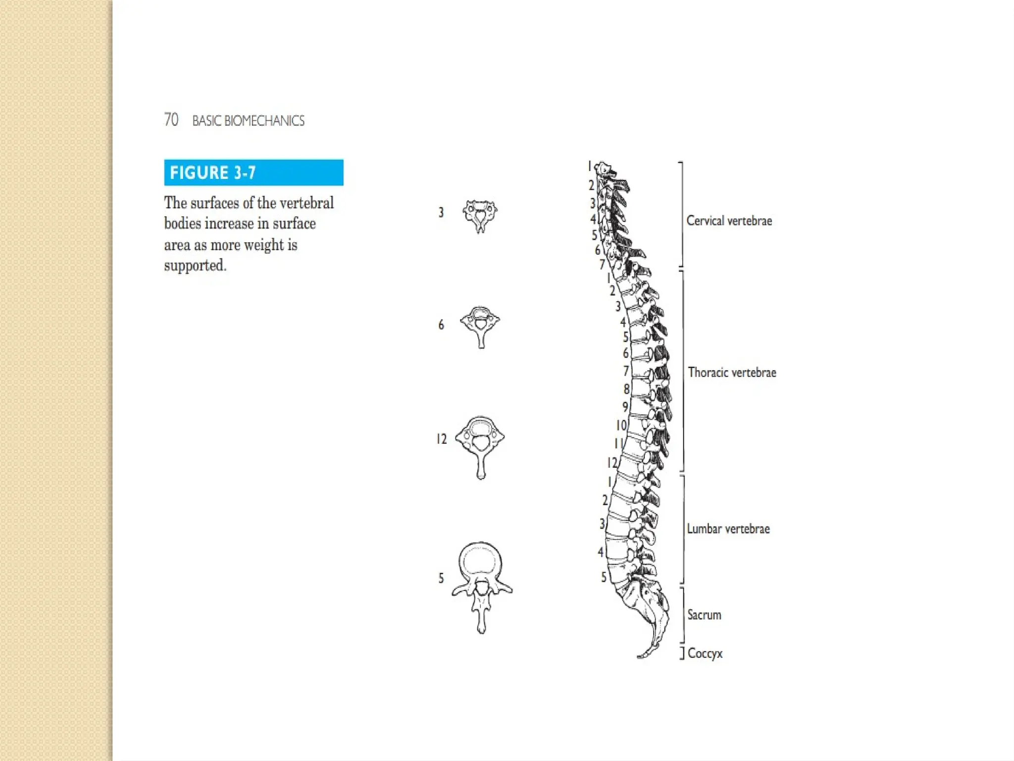 4..Kinetic Concepts for Analyzing Human Motion part (b) load on human body.pptx