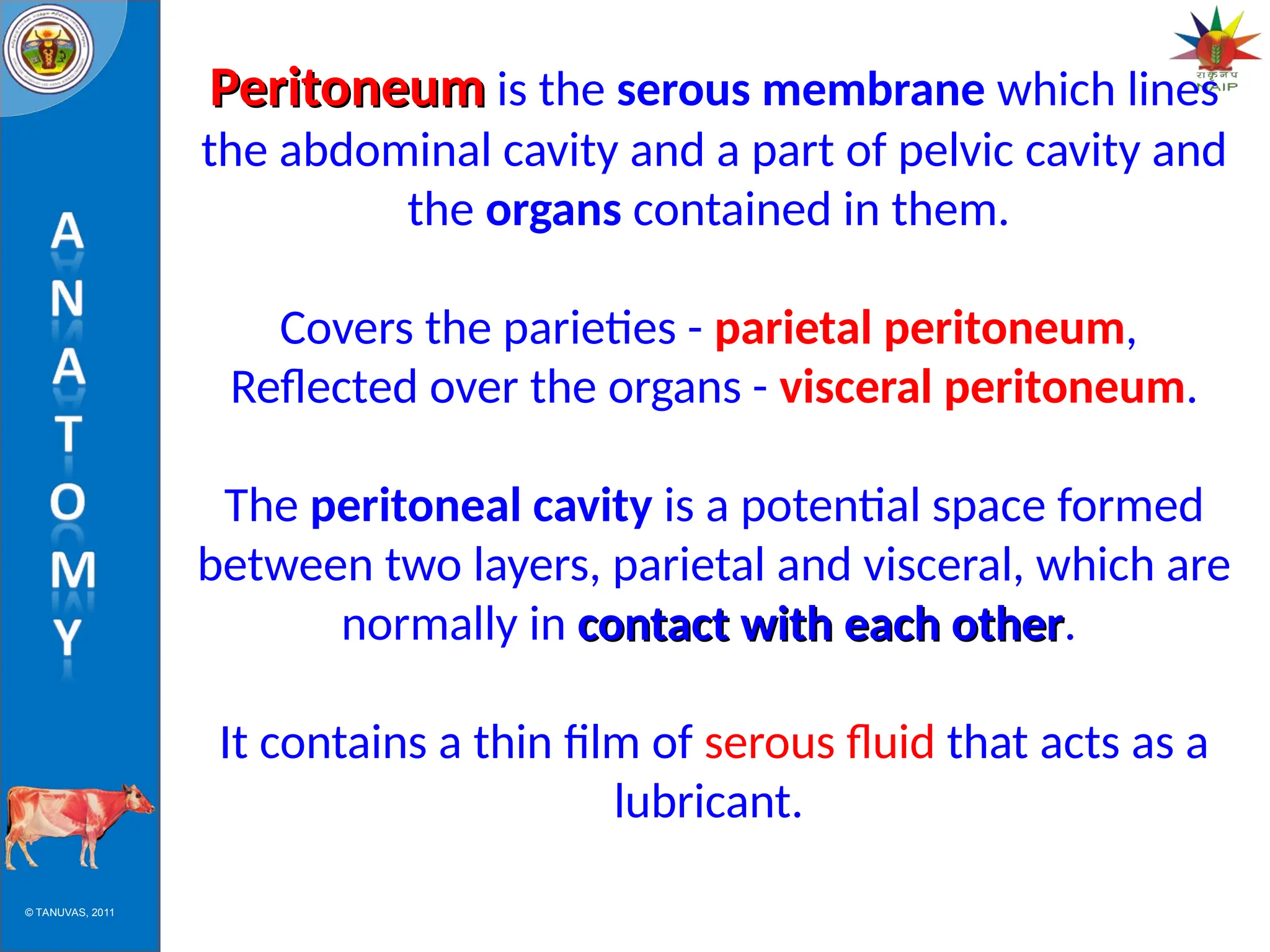 4.Abdominal cavity & Peritoneum splanchnology | PPT