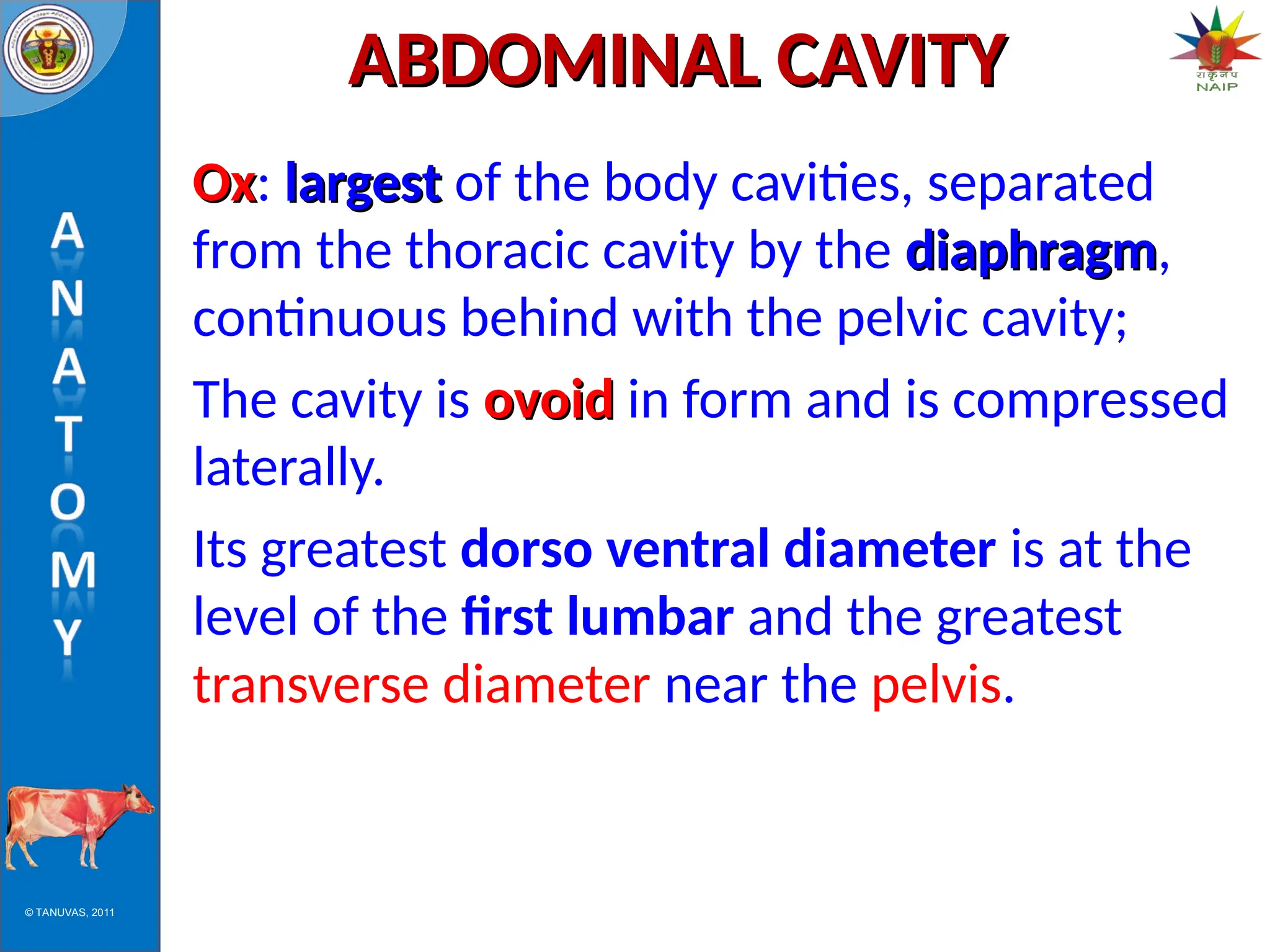 4.Abdominal cavity & Peritoneum splanchnology | PPT