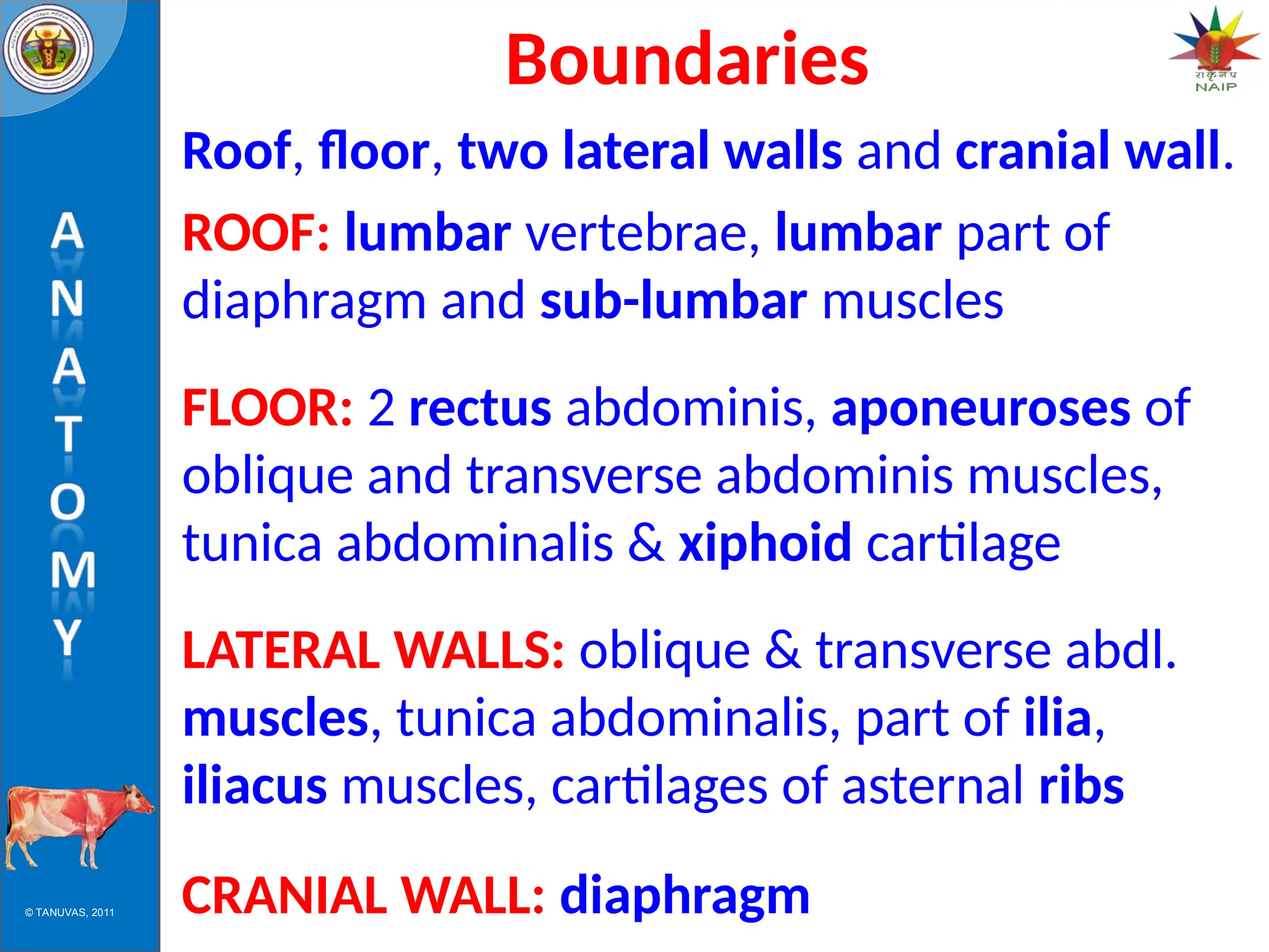 4.Abdominal cavity & Peritoneum splanchnology | PPT