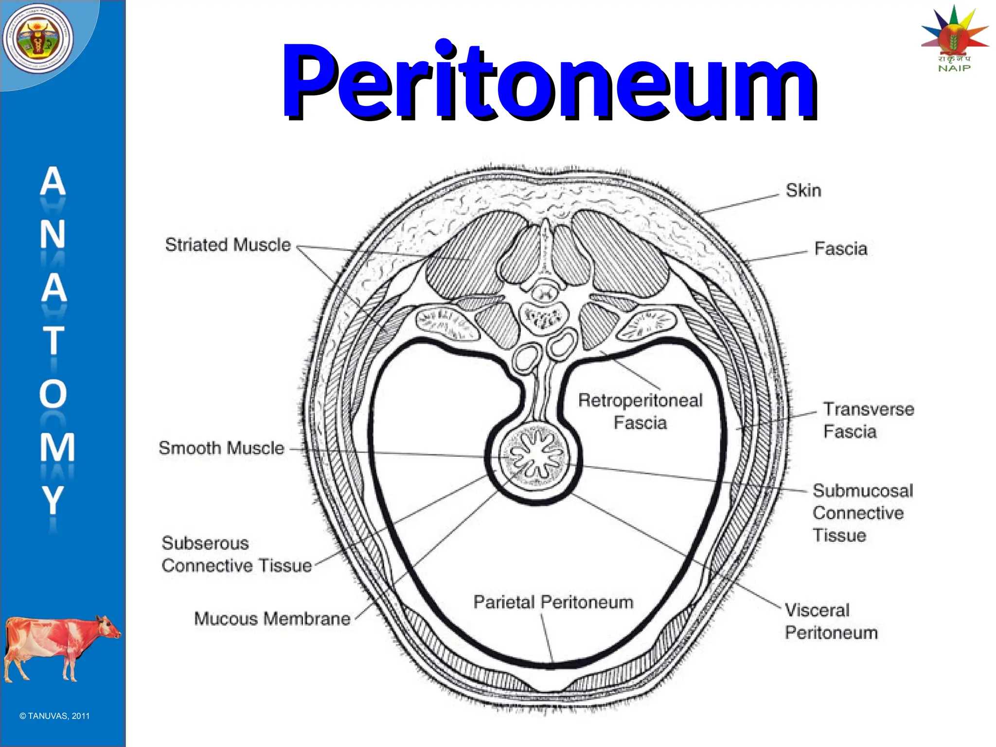 4.Abdominal cavity & Peritoneum splanchnology | PPT