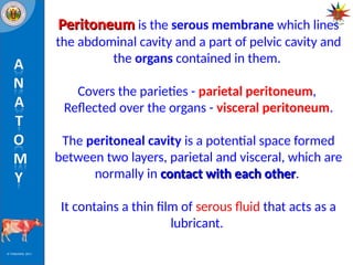 4.Abdominal cavity & Peritoneum splanchnology | PPT