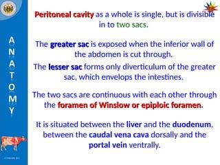4.Abdominal cavity & Peritoneum splanchnology | PPT