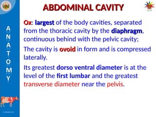 4.Abdominal cavity & Peritoneum splanchnology | PPT