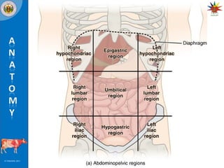4.Abdominal cavity & Peritoneum splanchnology | PPT
