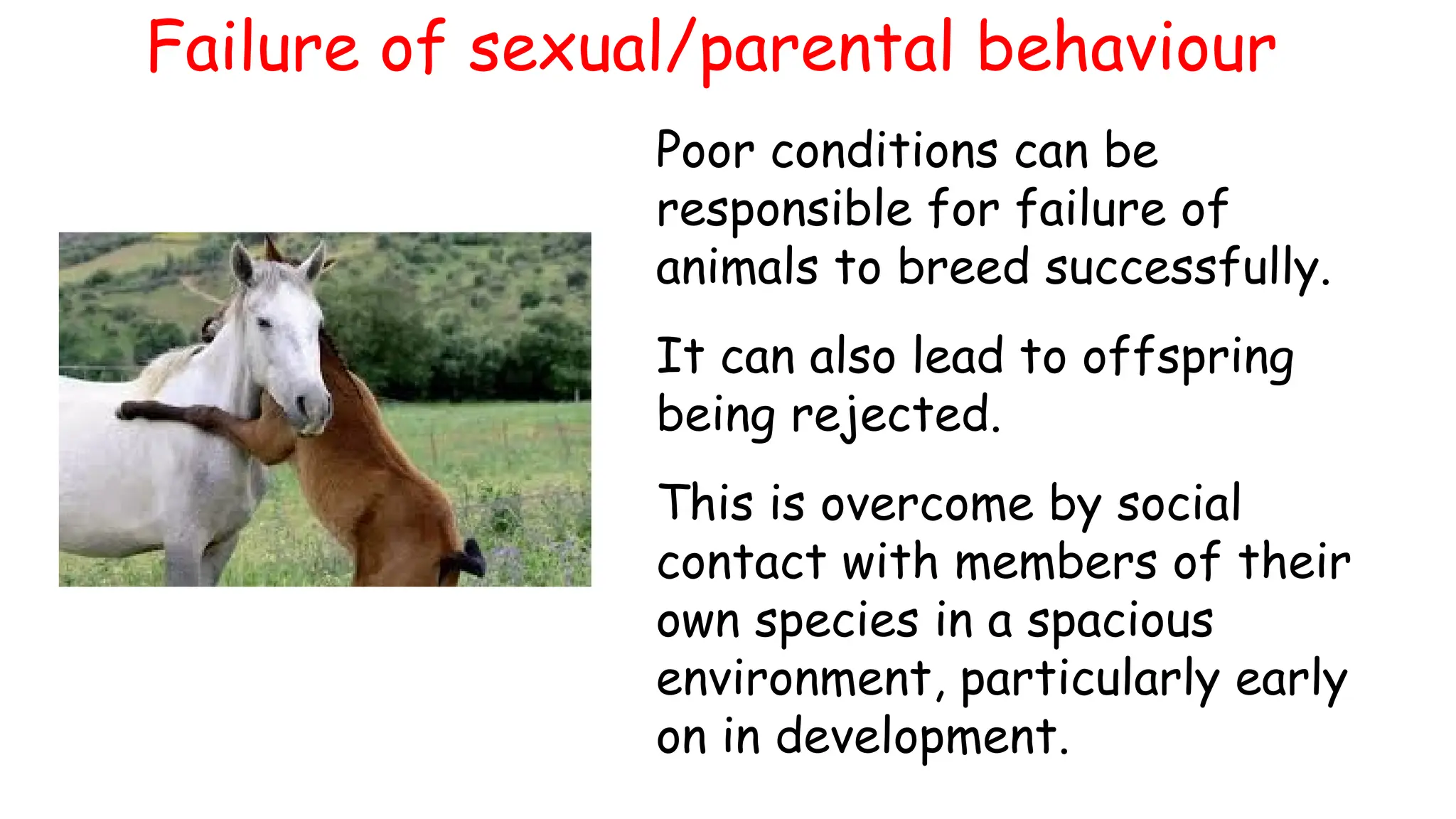 4.-Animal-Welfare.pptx. With examples and pic | PPT