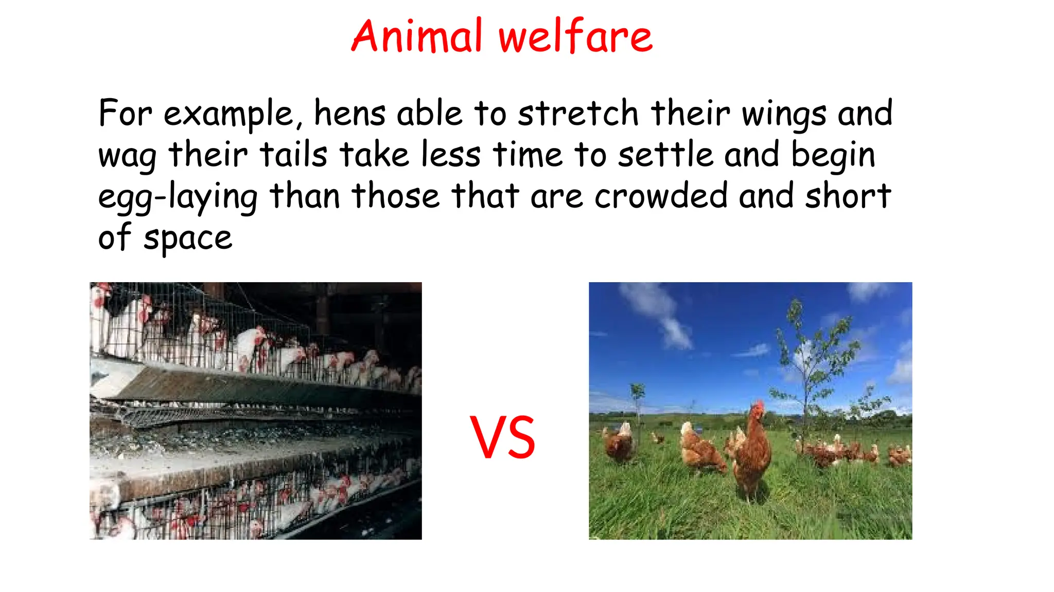4.-Animal-Welfare.pptx. With examples and pic | PPT