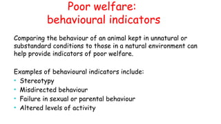 4.-Animal-Welfare.pptx. With examples and pic | PPTX