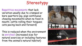 4.-Animal-Welfare.pptx. With examples and pic | PPT