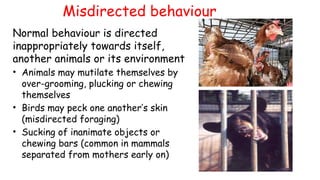 4.-Animal-Welfare.pptx. With examples and pic | PPTX