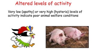 4.-Animal-Welfare.pptx. With examples and pic | PPTX