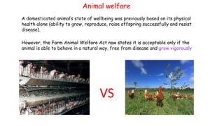 4.-Animal-Welfare.pptx. With examples and pic | PPTX