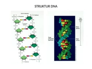 STRUKTUR DNA DAN RNA biologi SMA, dipelejari lebih dalam algi | PPTX